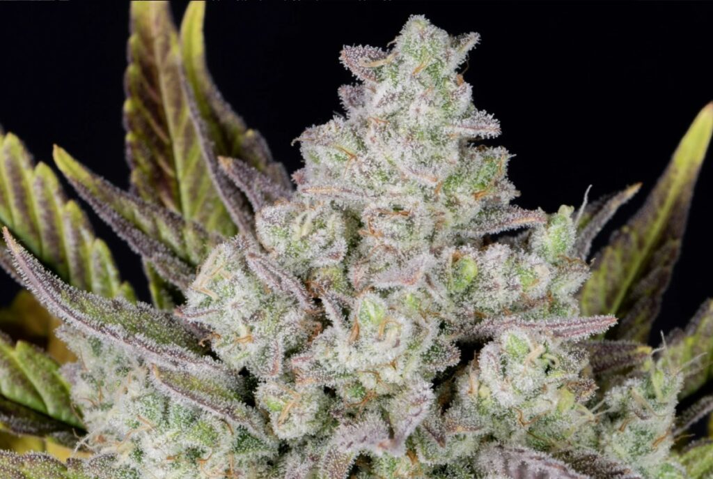 Gorilla Cookies Auto - Fast Buds - Superseeds.dk