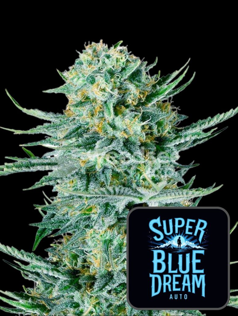 Super Blue Dream Auto - Super Seeds - Superseeds.dk