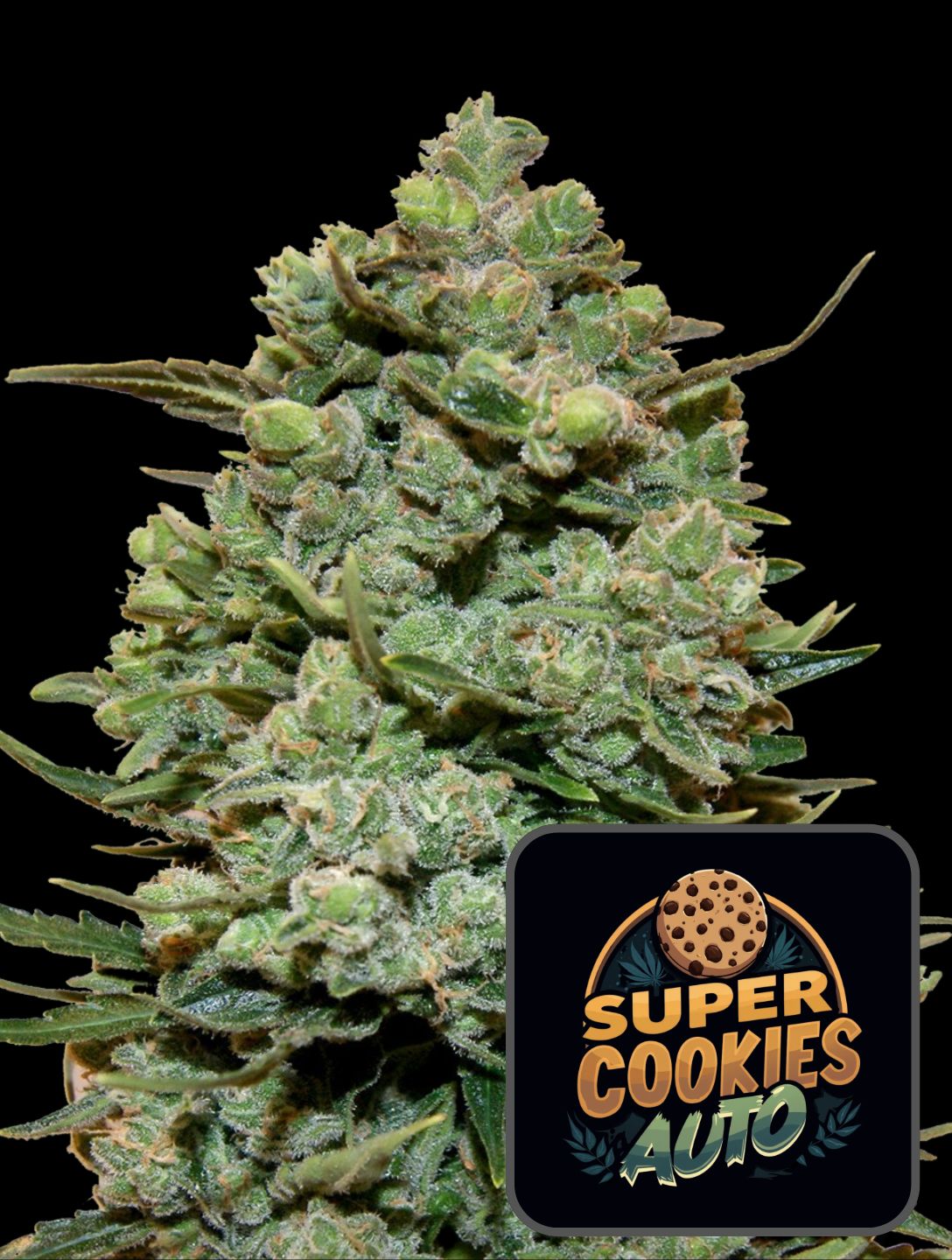Super Cookies Auto - Super Seeds - Superseeds.dk
