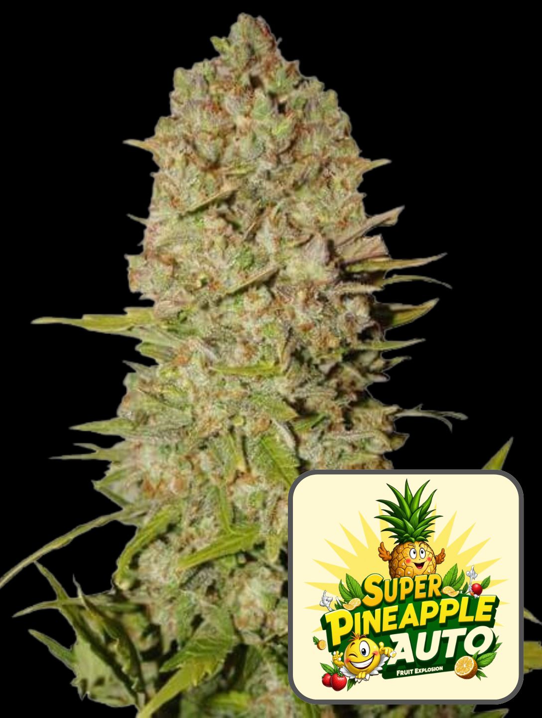 Super Pineapple Auto - Super Seeds - Superseeds.dk
