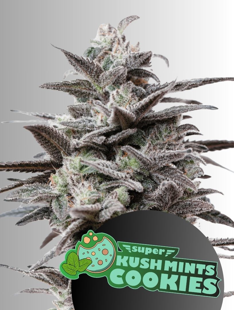 Super Kush Mints Cookies (Feminiseret) - Super Seeds - Superseeds.dk