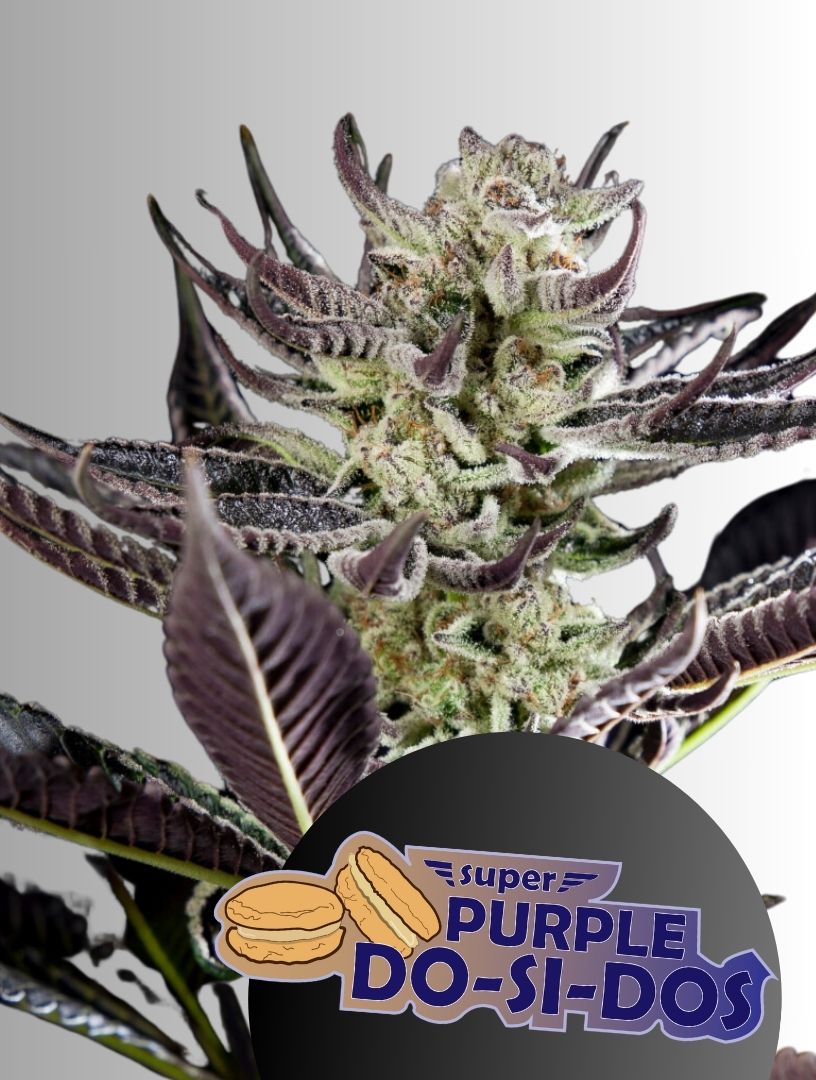 Super Purple Do-si-Dos Auto - Super Seeds - Superseeds.dk