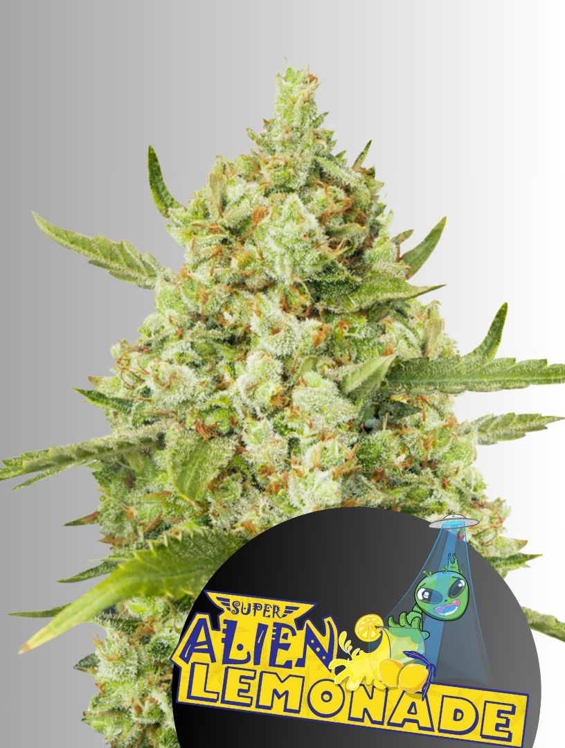 Super Alien Lemonade (Feminiseret) - Super Seeds - Superseeds.dk