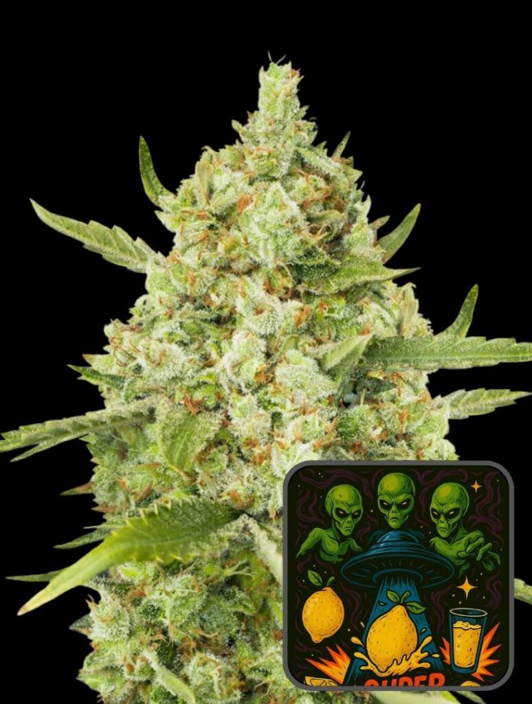 Super Alien Lemonade (Feminiseret) - Super Seeds - Superseeds.dk