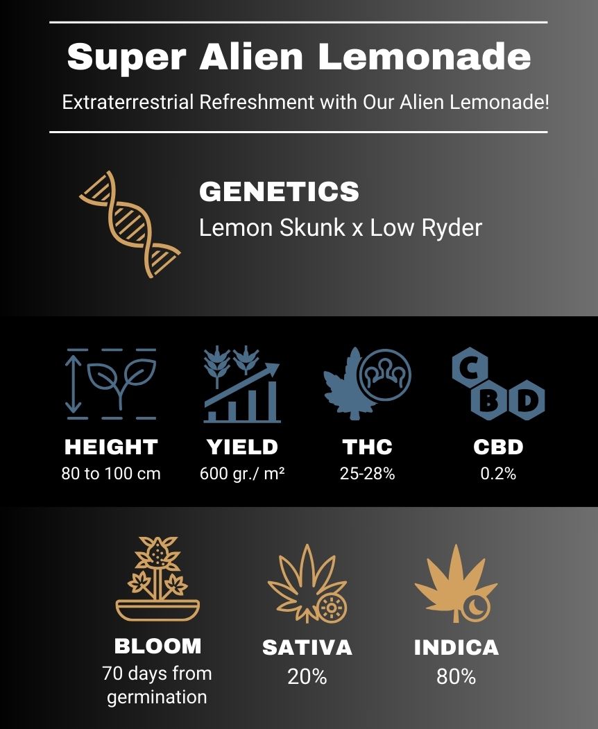 Super Alien Lemonade (Feminiseret) - Super Seeds - Superseeds.dk