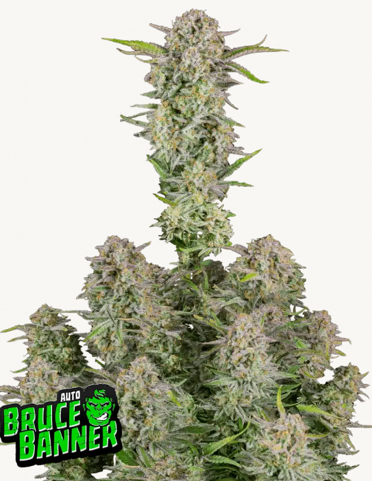 Bruce Banner Auto - Fast Buds - Superseeds.dk